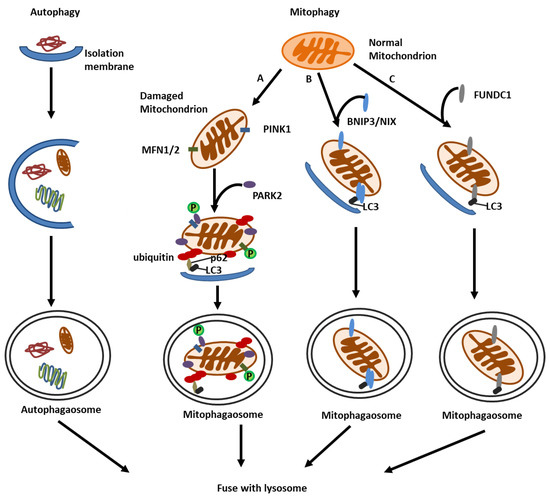 Mitophagy in Acute Kidney Injury and Kidney Repair