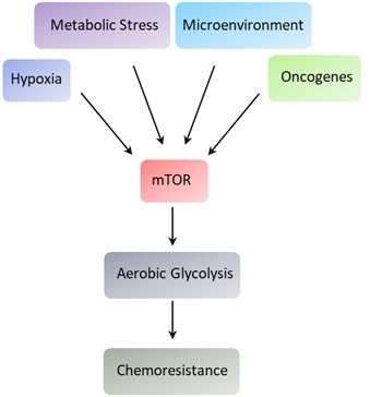 Cells | Free Full-Text | mTOR Regulation of Metabolism in Hematologic ...