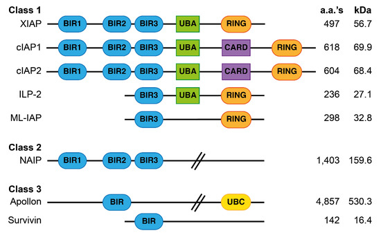 Future Therapeutic Directions for Smac-Mimetics