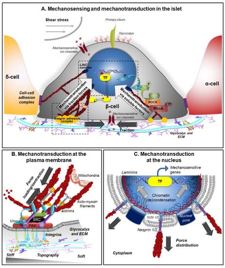 Cells | Special Issue : Mechanotransduction in Control of Cell Fate and ...
