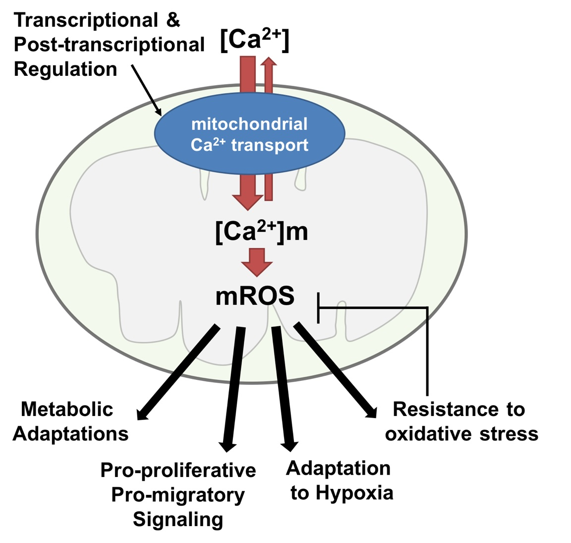 Cells | Free Full-Text | Mitochondrial Calcium Regulation of Redox ...