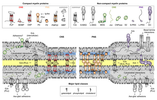 Flexible Players within the Sheaths: The Intrinsically Disordered ...