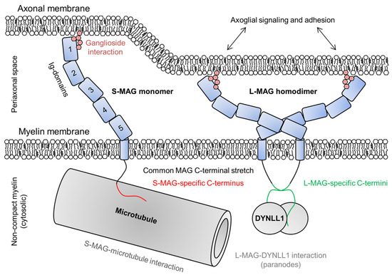 Flexible Players within the Sheaths: The Intrinsically Disordered ...