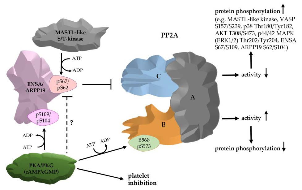 Cells | Free Full-Text | The Cell Cycle Checkpoint System MAST(L)-ENSA ... Cells | Free Full-Text | The Cell Cycle Checkpoint System MAST(L)-ENSA ...