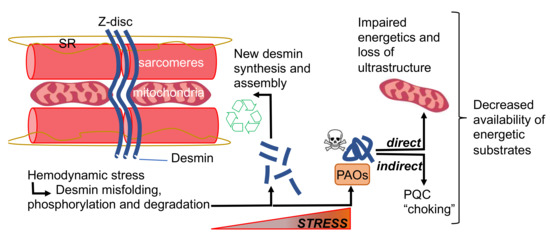 Is Desmin Propensity to Aggregate Part of its Protective Function?