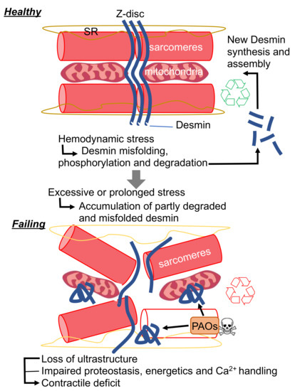 Is Desmin Propensity to Aggregate Part of its Protective Function?