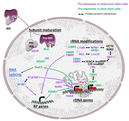 Ribosome and Translational Control in Stem Cells