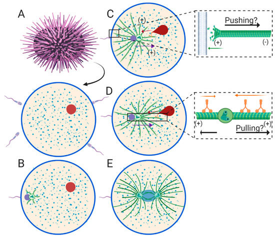 Microtubule-Based Mechanisms of Pronuclear Positioning