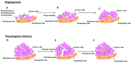 Vasculogenic Mimicry: A Promising Prognosticator in Head and Neck Squamous Cell Carcinoma and ...