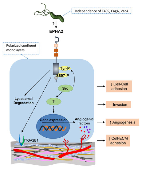 Cells | Free Full-Text | Helicobacter Pylori Targets the EPHA2 Receptor ...