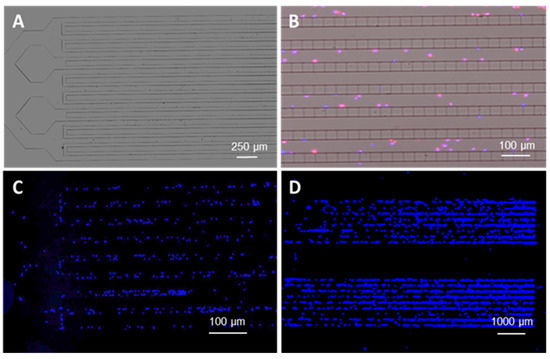 Microfluidic Device for On-Chip Immunophenotyping and Cytogenetic ...