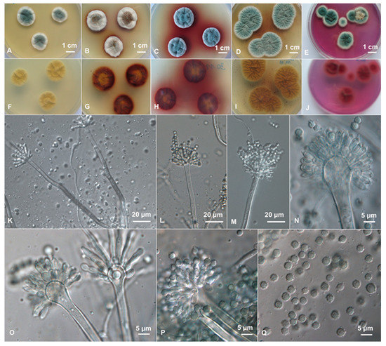 Stress Reshapes the Physiological Response of Halophile Fungi to Salinity