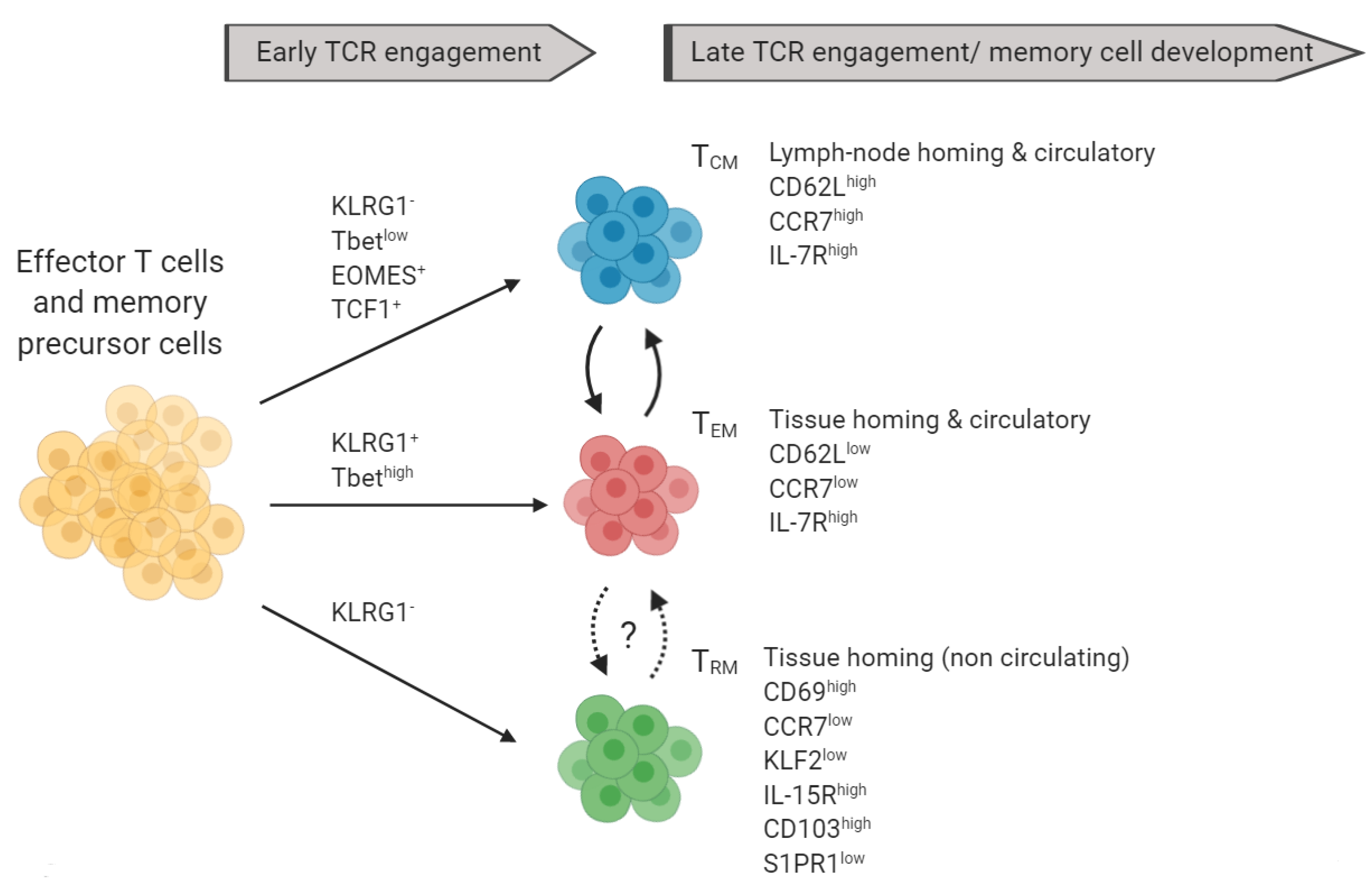 Memory T Cells Memory T Cells