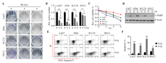 Circumventing AKT-Associated Radioresistance in Oral Cancer by Novel ...