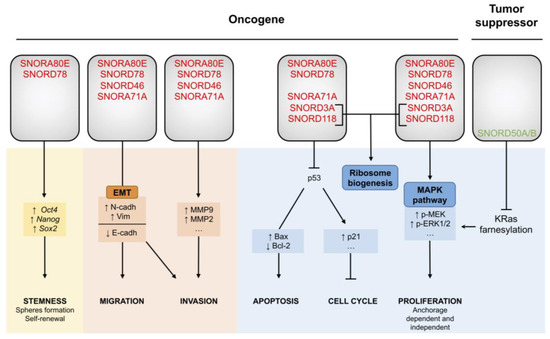 snoRNAs Offer Novel Insight and Promising Perspectives for Lung Cancer ...
