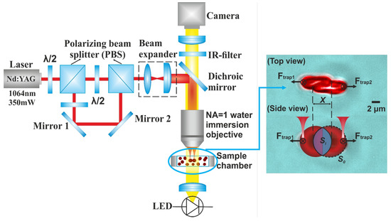 Optical Tweezers in Studies of Red Blood Cells