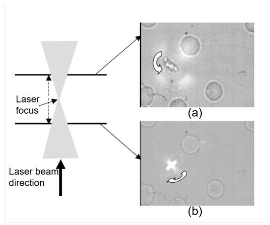 Optical Tweezers in Studies of Red Blood Cells