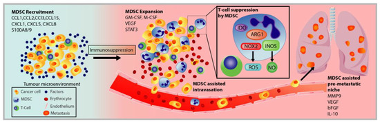 Myeloid-Derived Suppressor Cells as a Therapeutic Target for Cancer