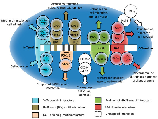 At the Crossroads of Apoptosis and Autophagy: Multiple Roles of the Co ...