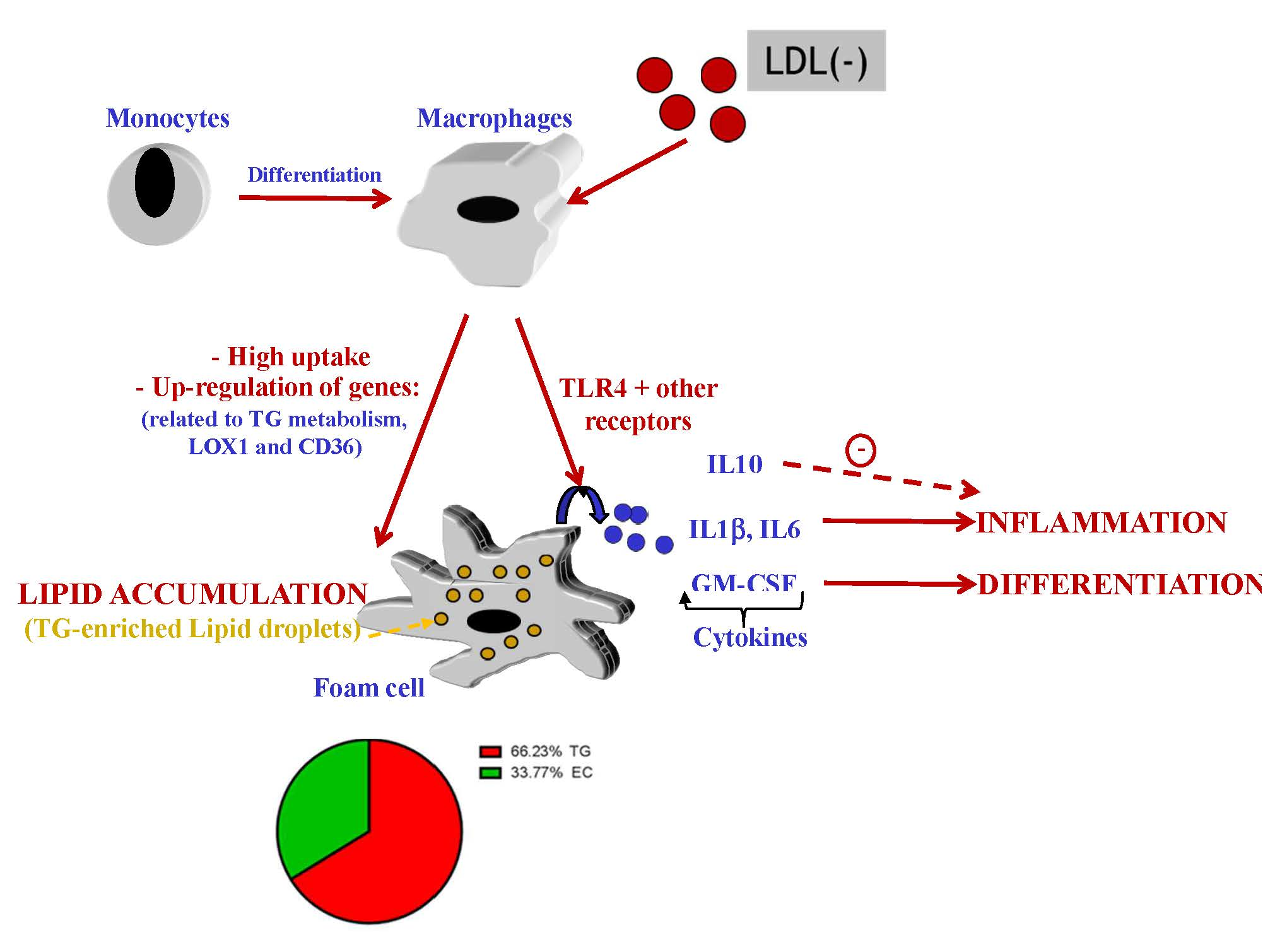 info-sigma - SigmaSanté