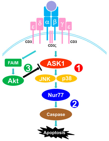ASK1 Mediates Nur77 Expression in T-Cell Receptor Mediated Thymocyte ...