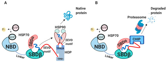 HSP70 Multi-Functionality in Cancer