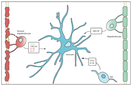 Cells Topical Collection Oligodendrocyte Physiology And Pathology