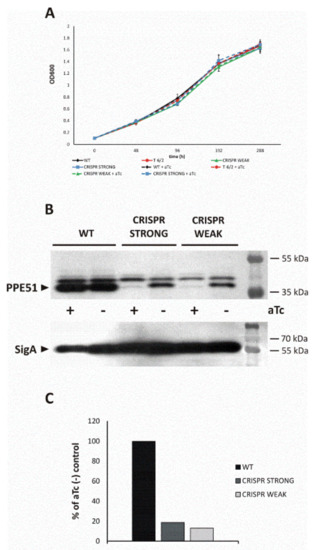 PPE51 Is Involved in the Uptake of Disaccharides by Mycobacterium ...