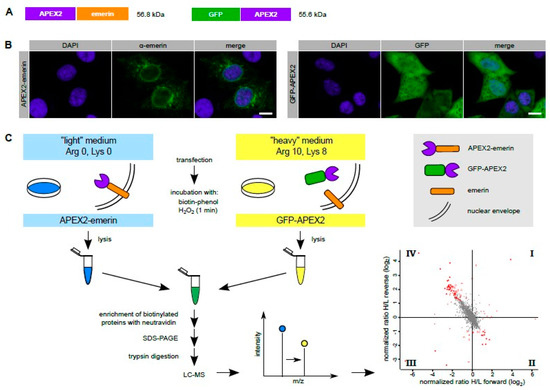 Cells | Free Full-Text | Probing the Environment of Emerin by Enhanced Ascorbate Peroxidase 2 ...