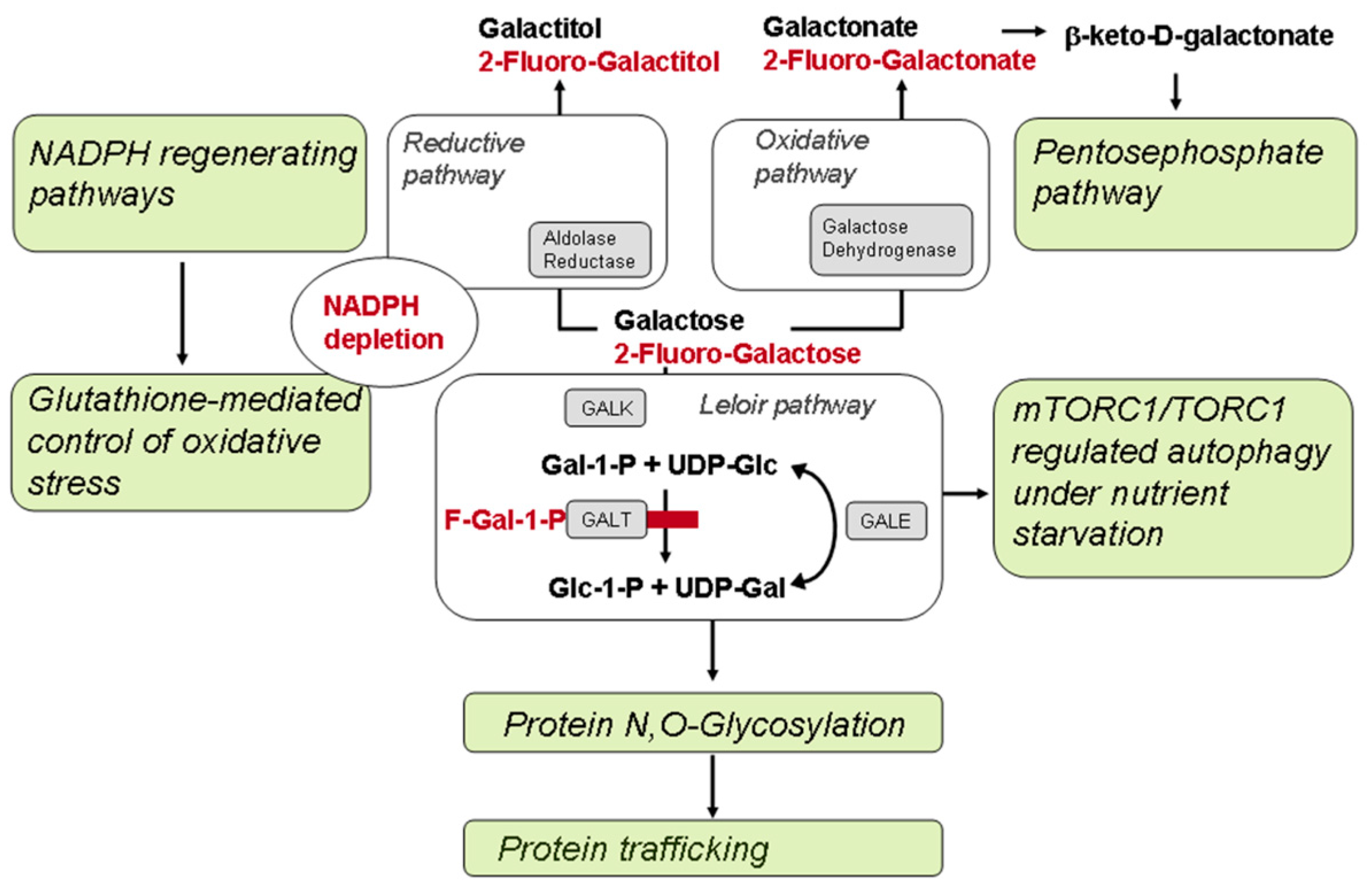 Galactosemia Pathway