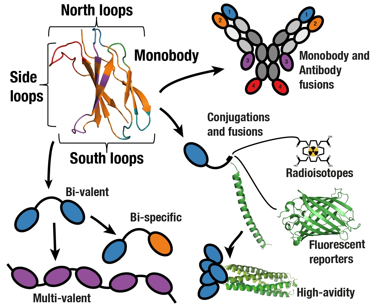 Cells | Free Full-Text | Development and Differentiation in Monobodies ...