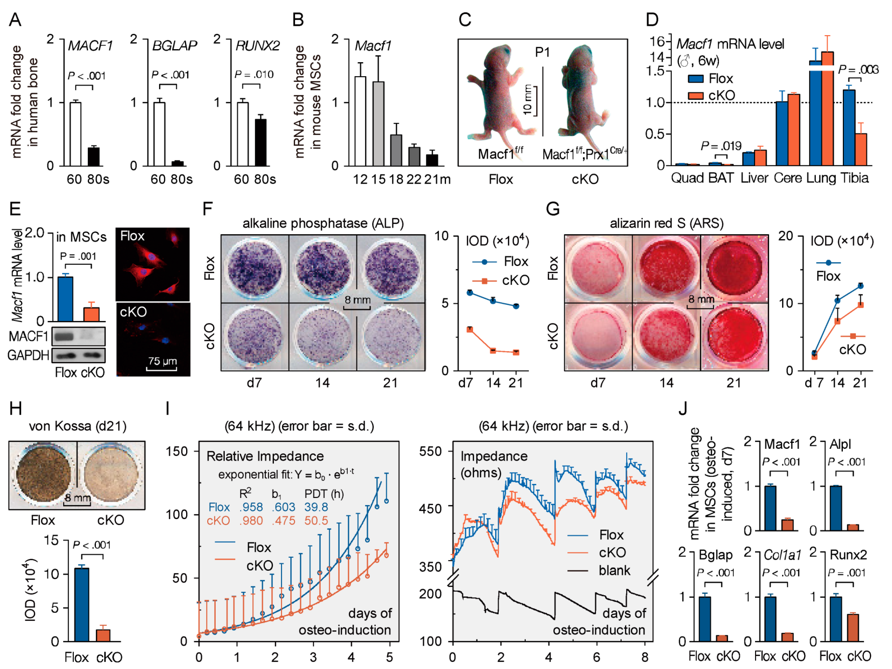 Mesenchymal MACF1 Facilitates SMAD7 Nuclear Translocation to Drive Bone ...