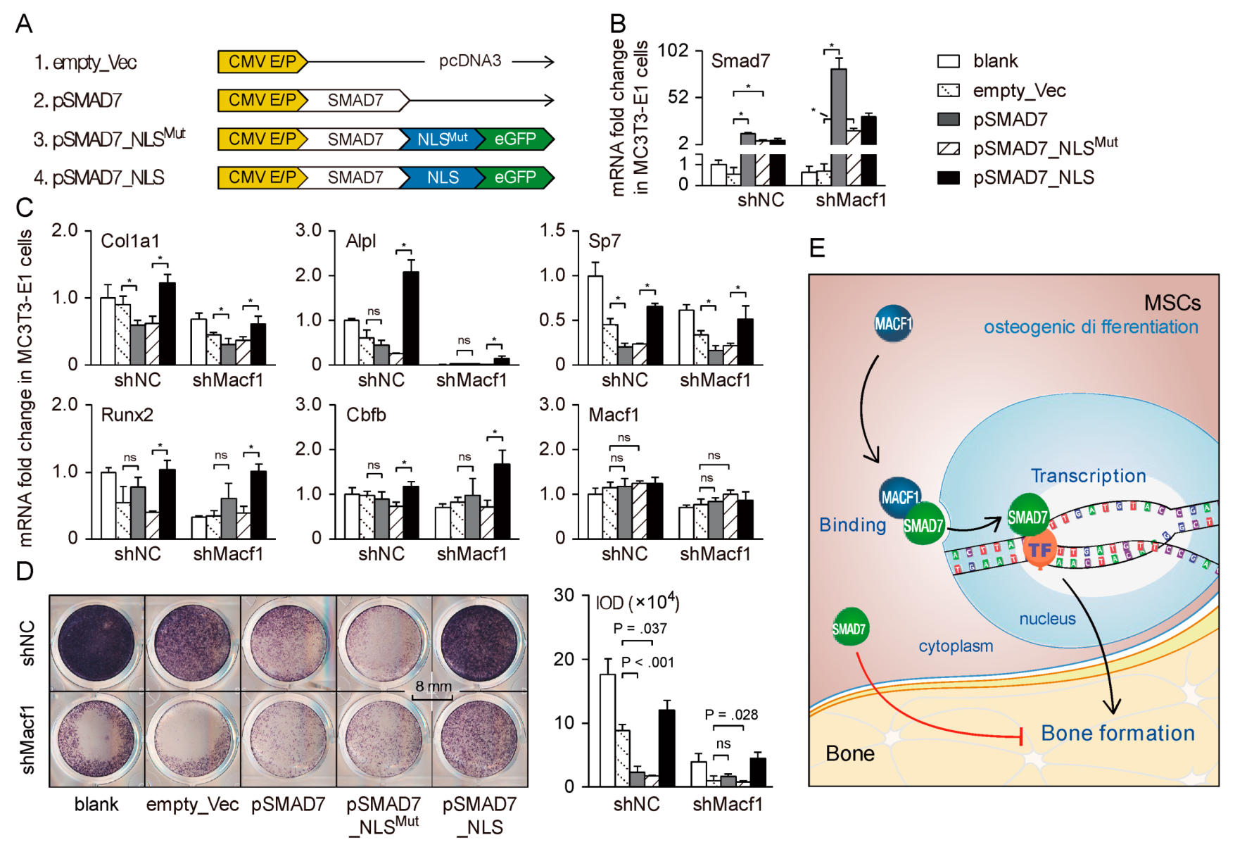 Mesenchymal MACF1 Facilitates SMAD7 Nuclear Translocation to Drive Bone ...