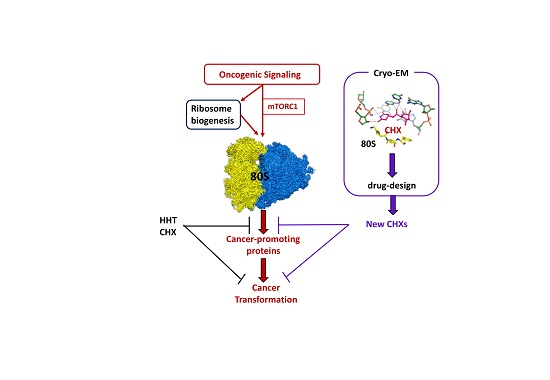 Cells | Free Full-Text | Targeting the Human 80S Ribosome in Cancer ...