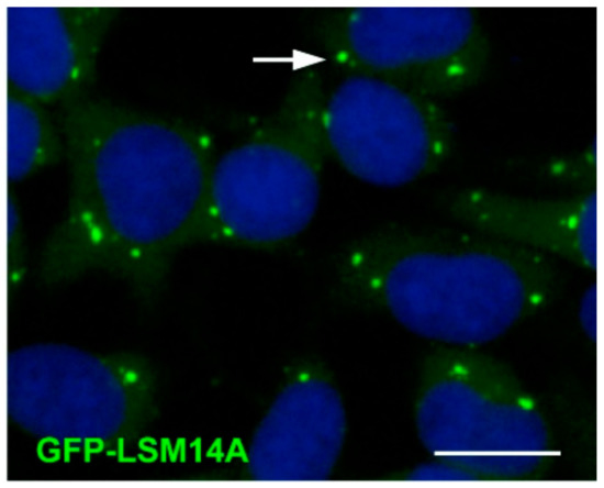 Cells Free Full Text Diversity Of Rna Binding Proteins Modulating