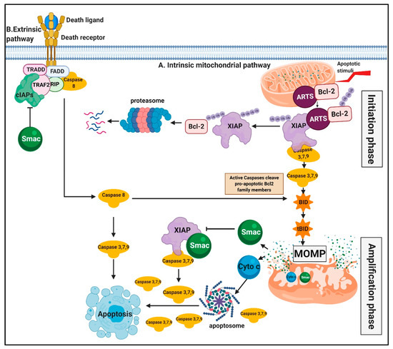 Targeting XIAP for Promoting Cancer Cell Death—The Story of ARTS and SMAC