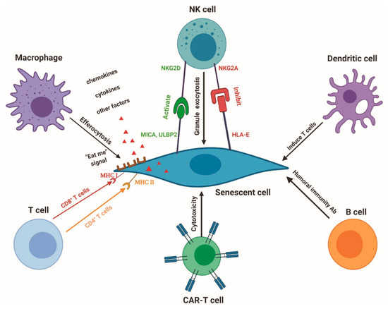 Immune Clearance of Senescent Cells to Combat Ageing and Chronic Diseases