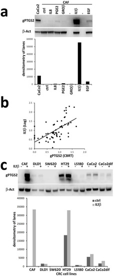Evaluation of Glycosylated PTGS2 in Colorectal Cancer for NSAIDS-Based ...