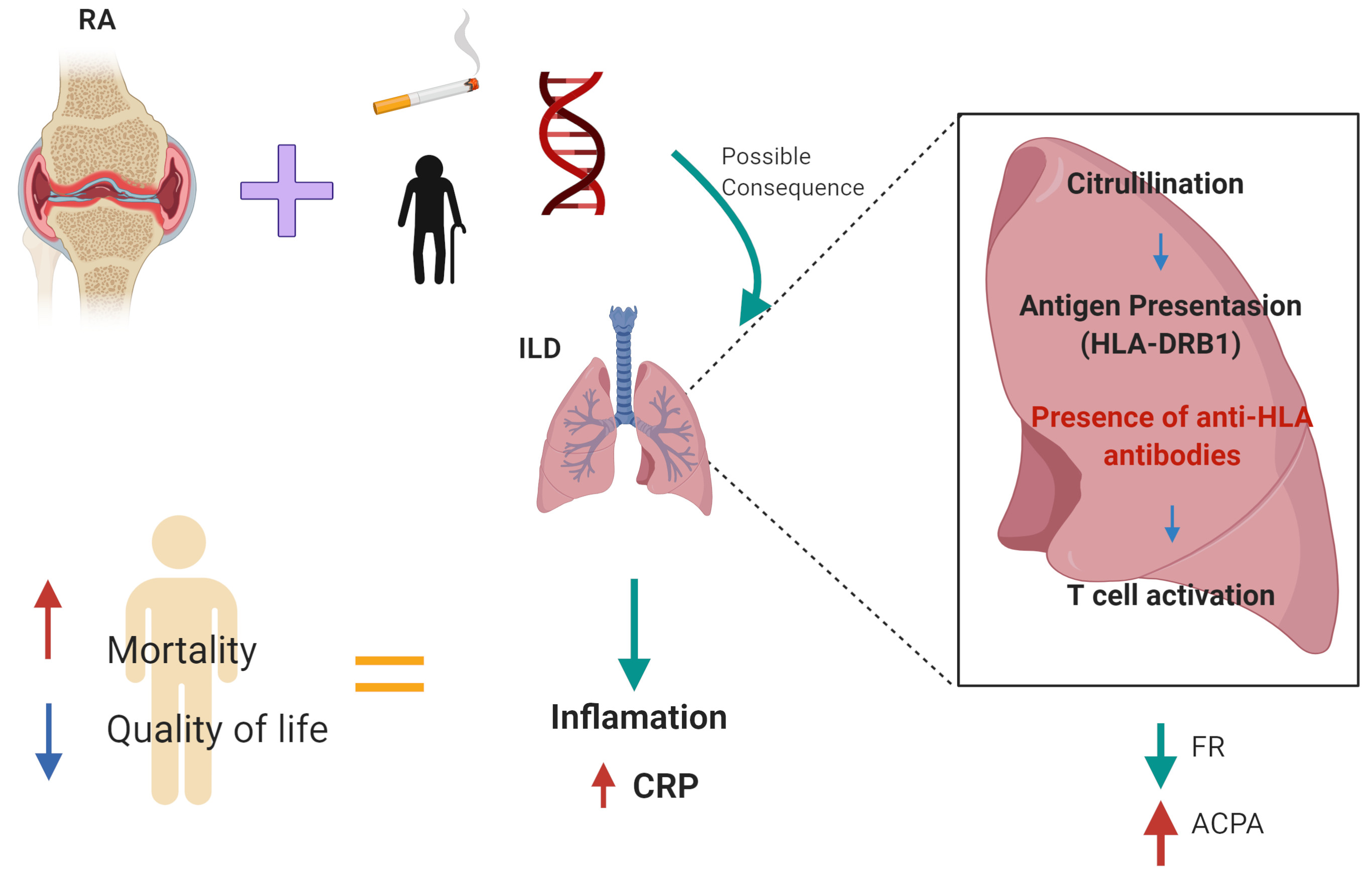 Cells | Free Full-Text | Anti-HLA Class II Antibodies Correlate with C ...