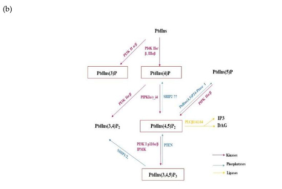 Nuclear Inositides and Inositide-Dependent Signaling Pathways in ...