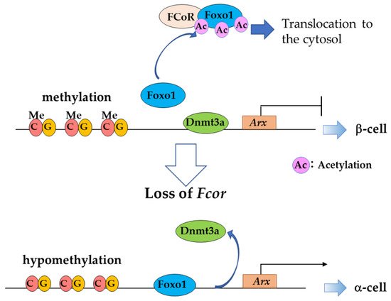Tissue-Specific Metabolic Regulation of FOXO-Binding Protein: FOXO Does ...