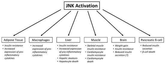 Role of c-Jun N-terminal Kinase (JNK) in Obesity and Type 2 Diabetes