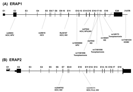 An Overview on ERAP Roles in Infectious Diseases