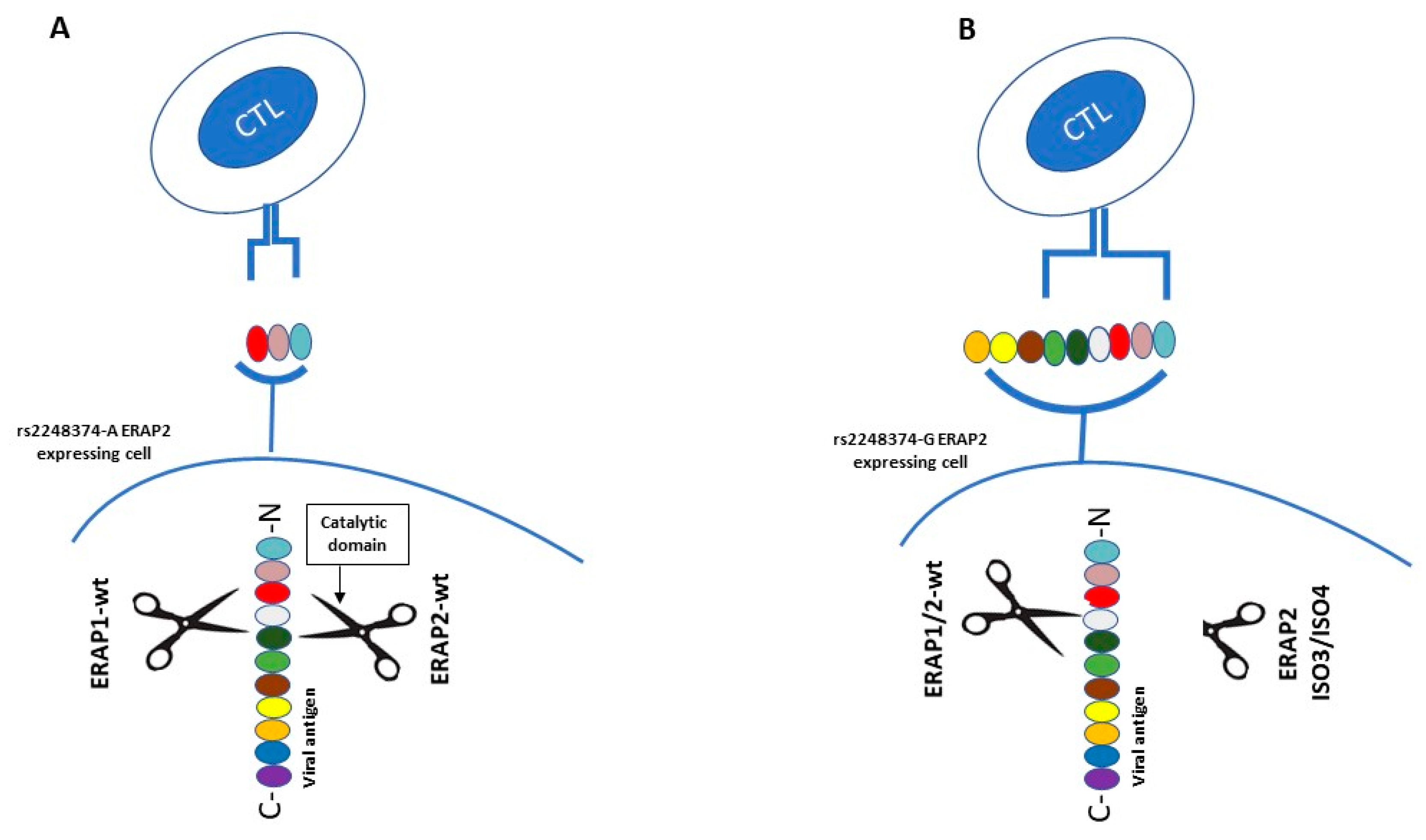 An Overview on ERAP Roles in Infectious Diseases