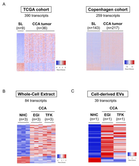 Cells | Special Issue : Molecular Mechanism and Therapeutic ...