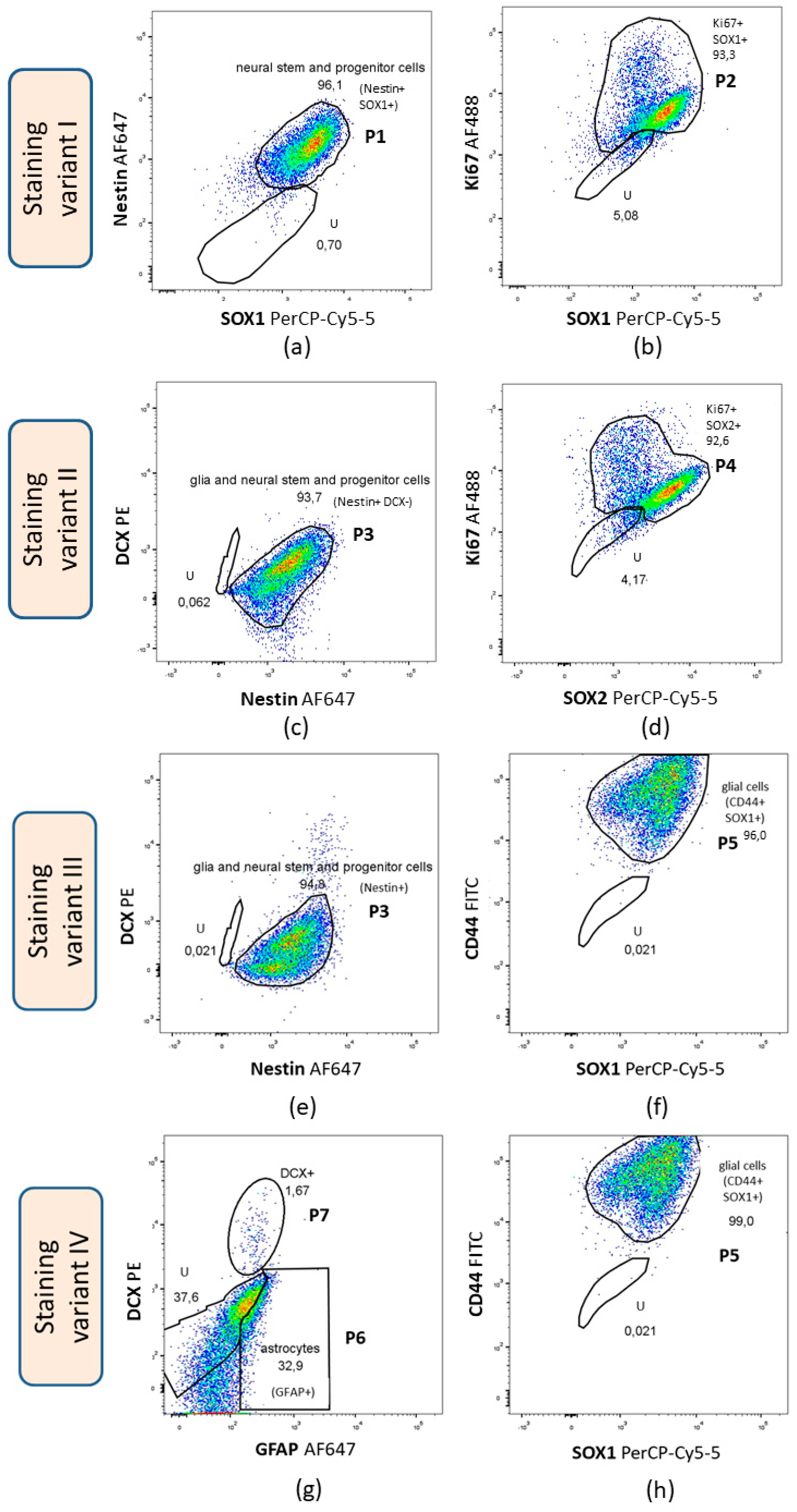 Cells | Free Full-Text | Differentiation of Human Mesenchymal Stem ...