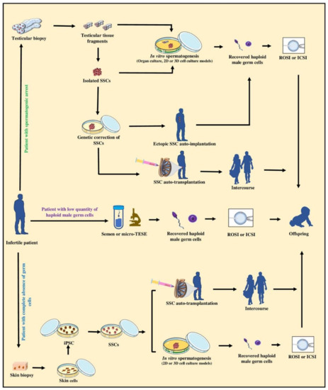 Spermatogonial Stem Cells for In Vitro Spermatogenesis and In Vivo ...