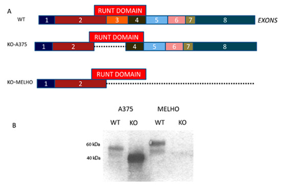 A Potential Role of RUNX2- RUNT Domain in Modulating the Expression of Genes Involved in Bone ...