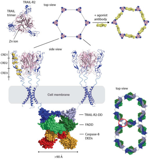 On the TRAIL of Better Therapies: Understanding TNFRSF Structure-Function