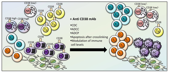 NK cells and CD38: Implication for (Immuno)Therapy in Plasma Cell ...